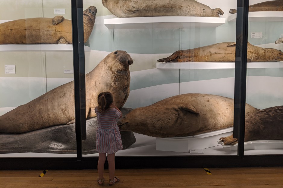 Marvel at fleas in clothes and 4,000 other oddities at NHM Tring